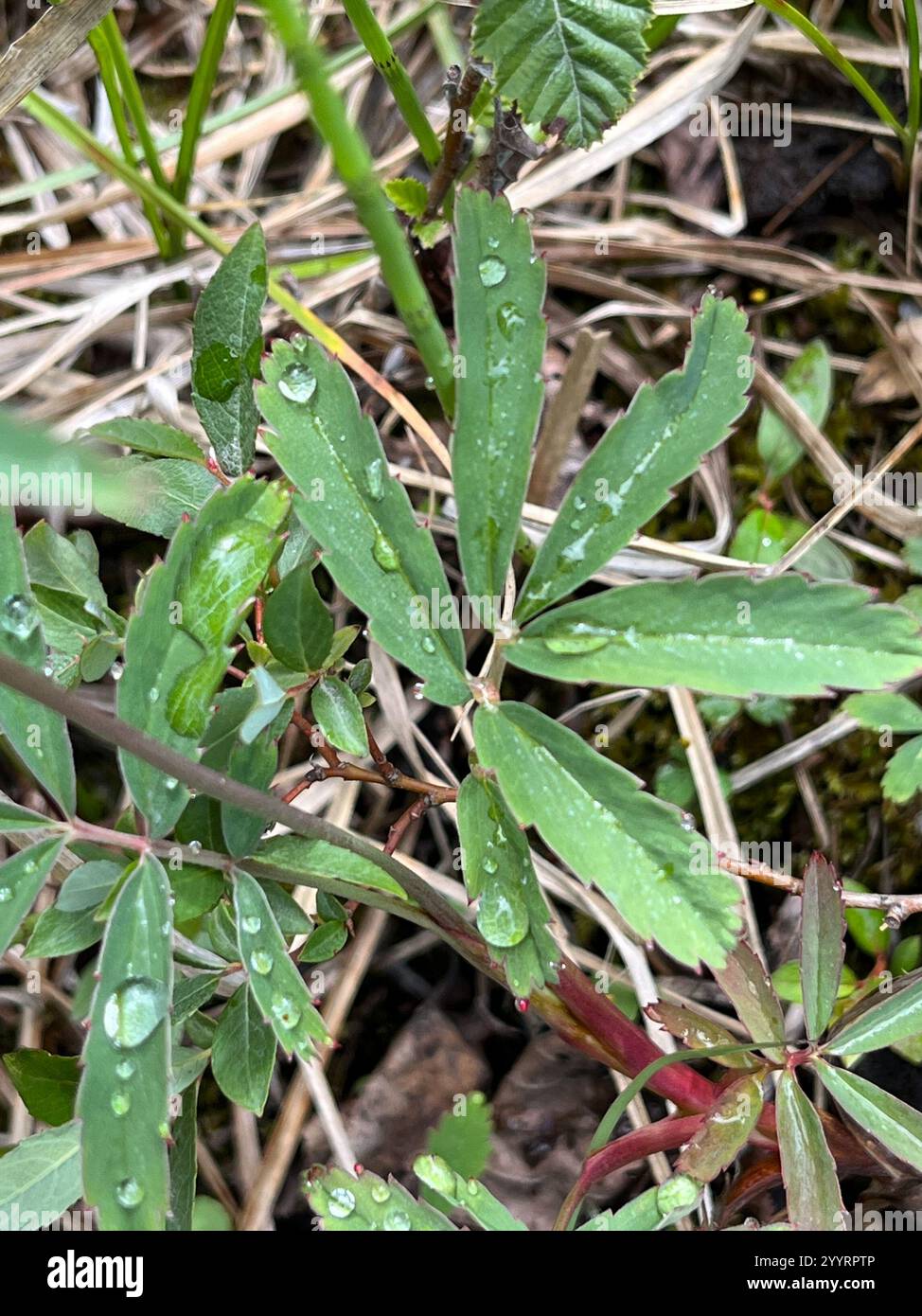 marsh cinquefoil (Comarum palustre Stock Photo - Alamy