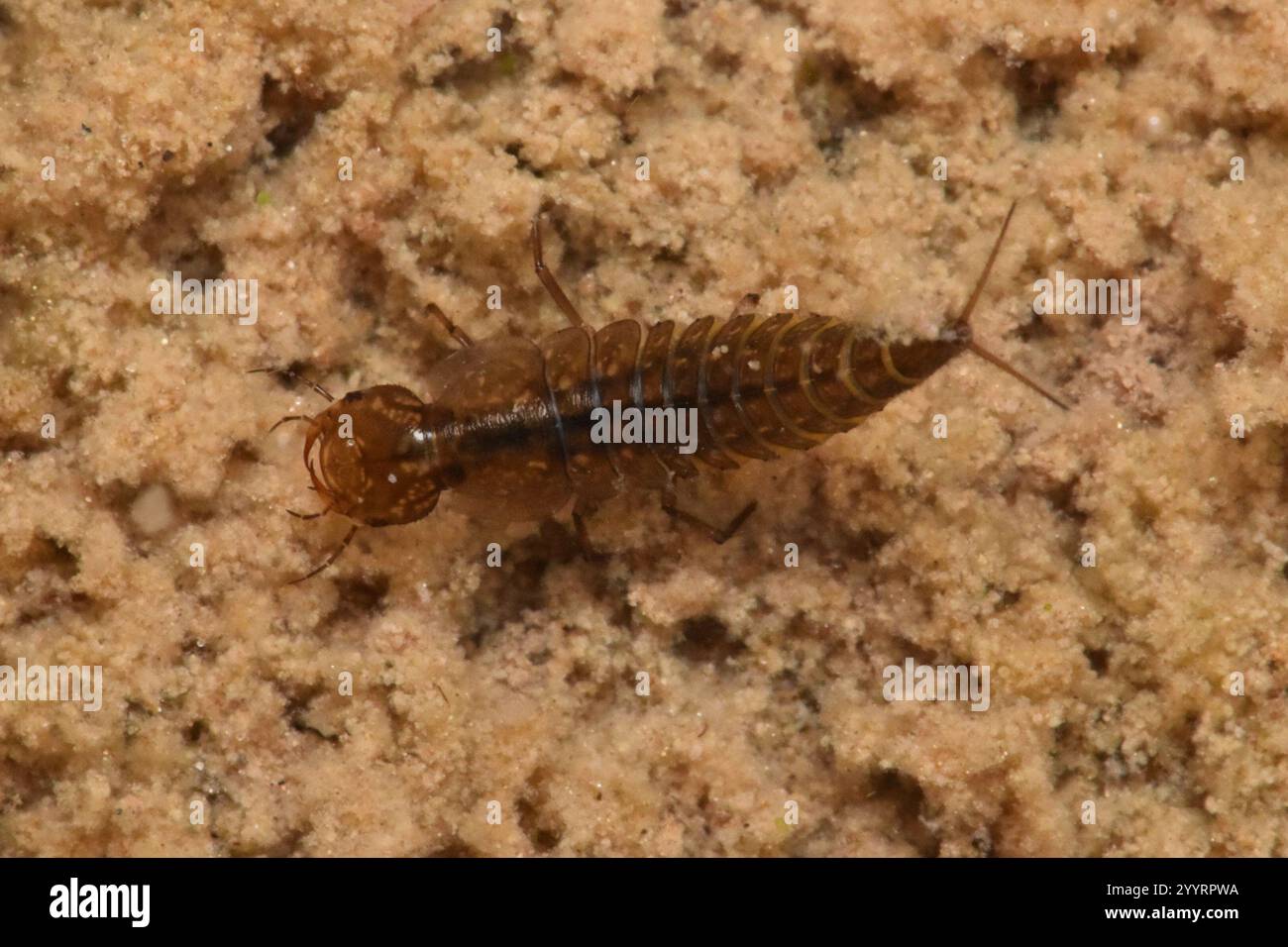 Predaceous Diving Beetles (Dytiscidae Stock Photo - Alamy