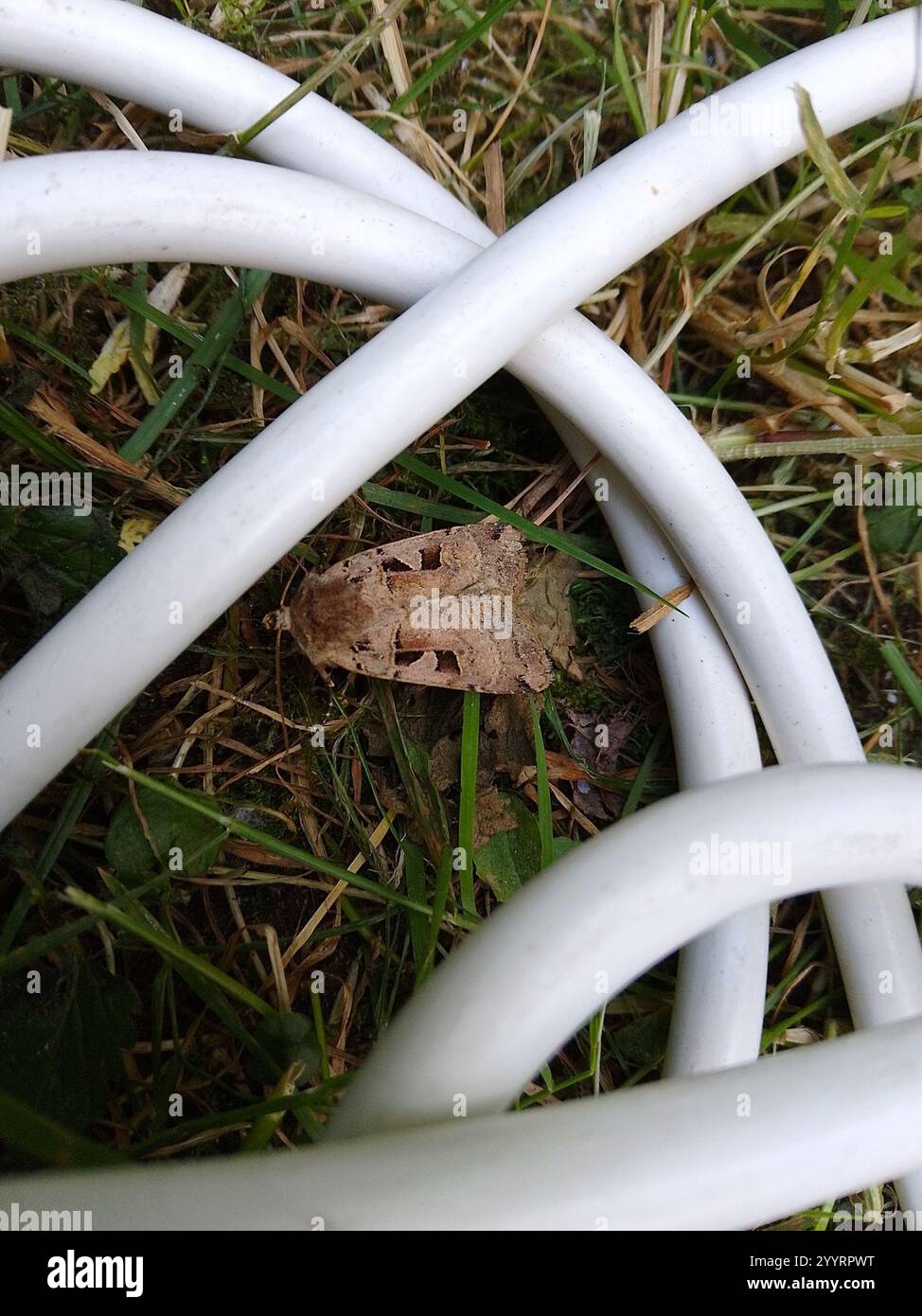 Double Square-spot (Xestia triangulum Stock Photo - Alamy