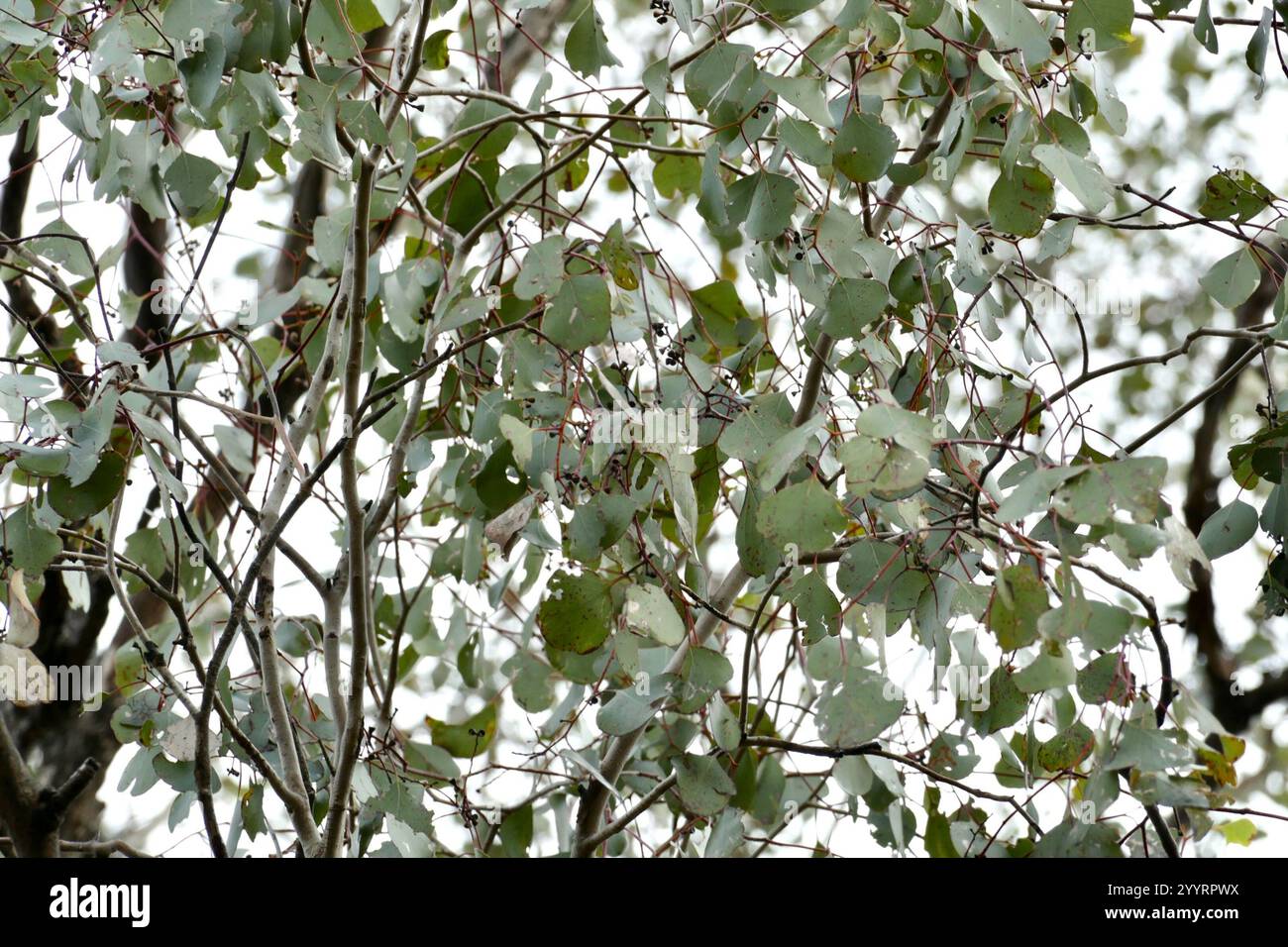 Poplar Box (Eucalyptus populnea Stock Photo - Alamy