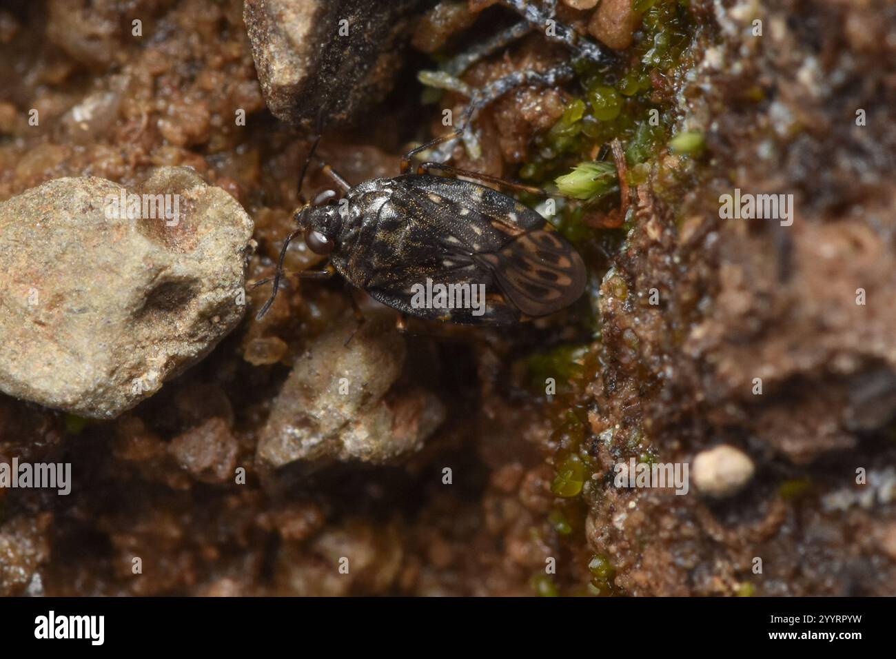 Shore bugs (Saldidae Stock Photo - Alamy