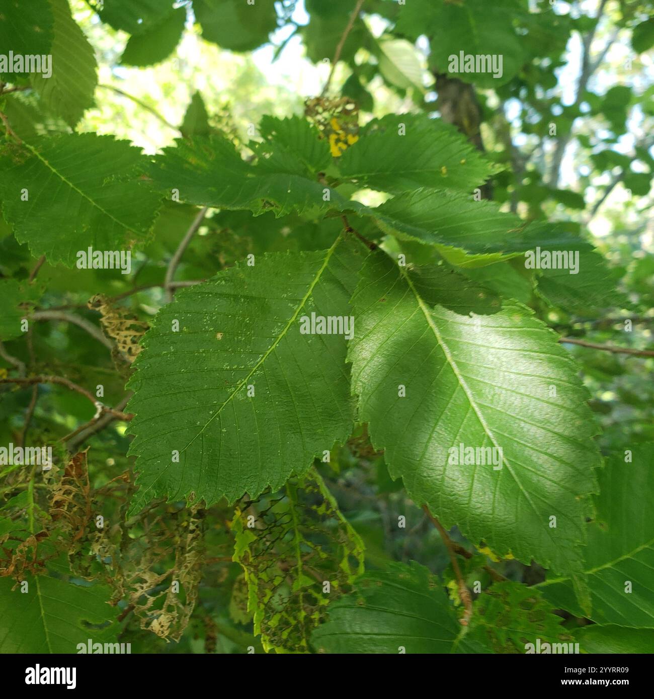 slippery elm (Ulmus rubra Stock Photo - Alamy