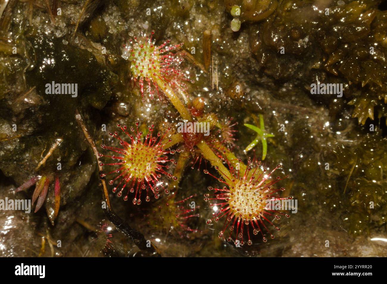 Pink Sundew (Drosera capillaris Stock Photo - Alamy