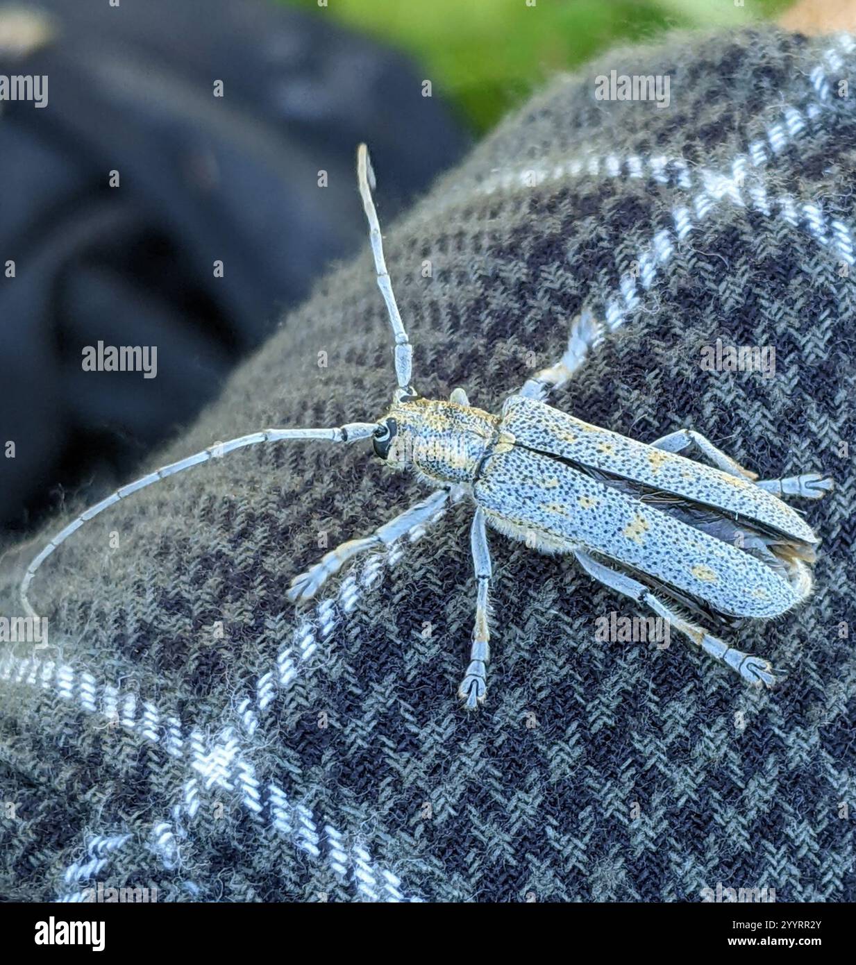 Poplar Borer (Saperda calcarata Stock Photo - Alamy