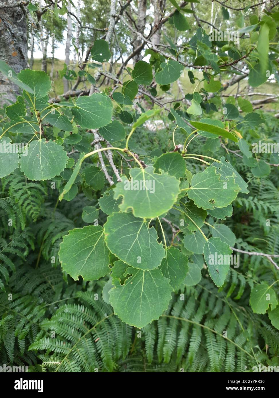 European aspen (Populus tremula Stock Photo - Alamy