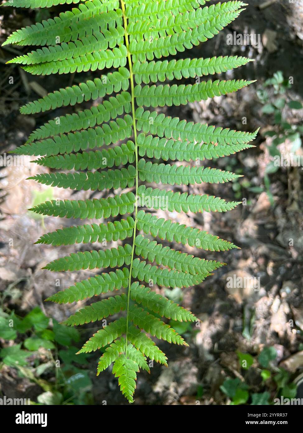 cinnamon fern (Osmundastrum cinnamomeum Stock Photo - Alamy