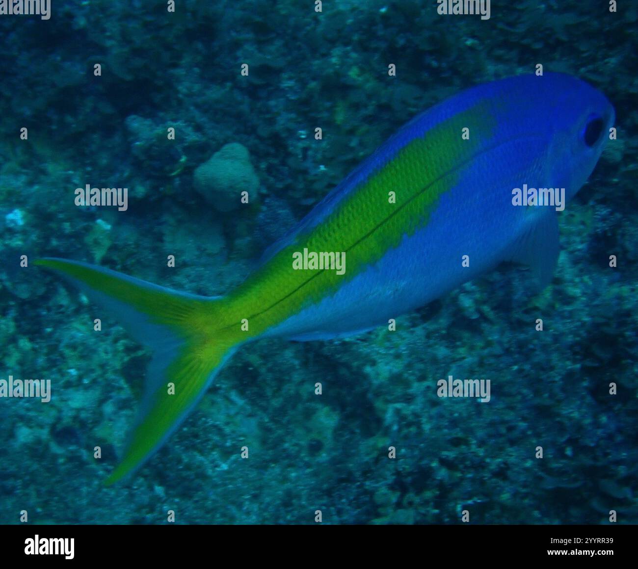 Yellowtail False Fusilier (Paracaesio xanthurus Stock Photo - Alamy