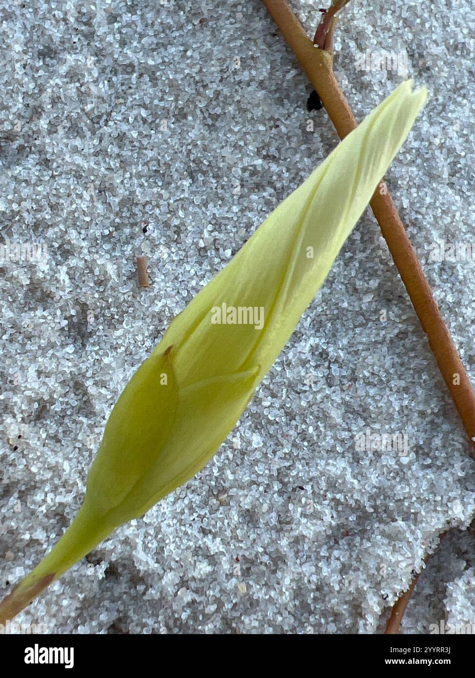 beach morning-glory (Ipomoea imperati Stock Photo - Alamy