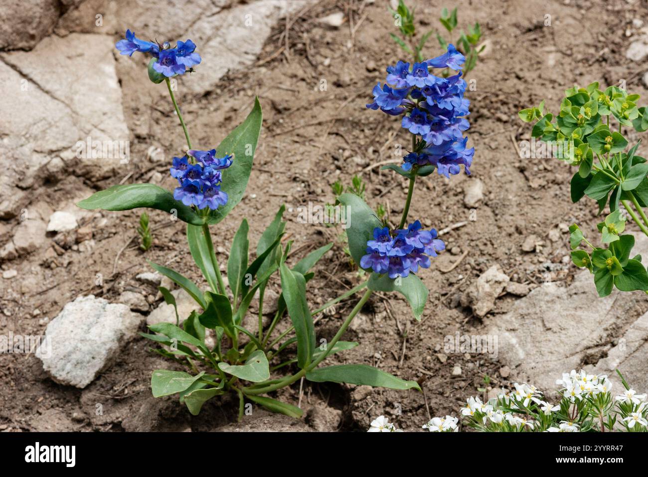 Wasatch penstemon hi-res stock photography and images - Alamy