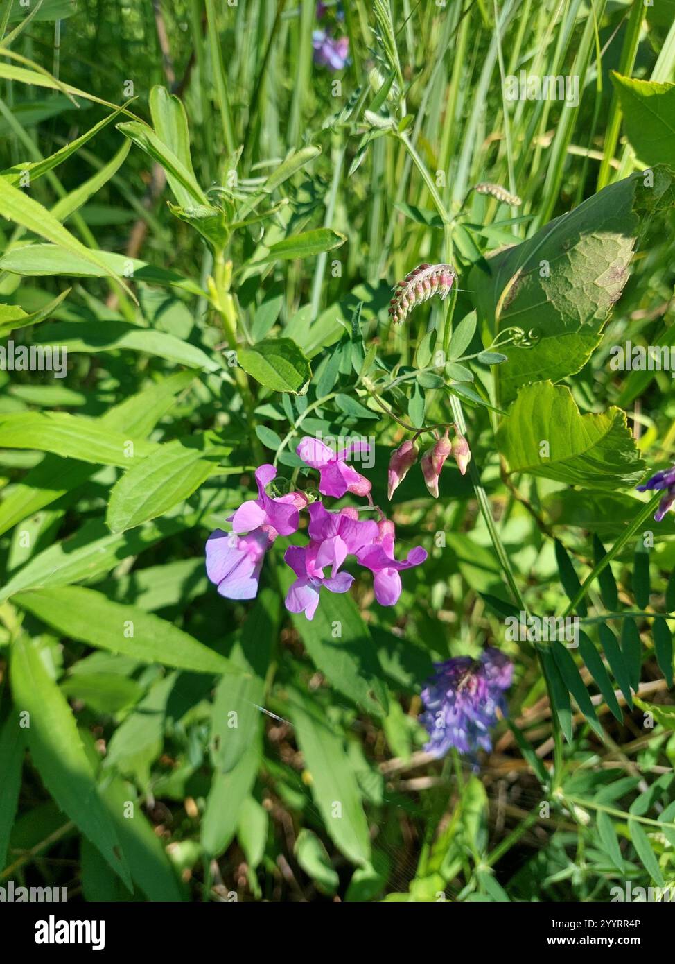 marsh pea (Lathyrus palustris Stock Photo - Alamy