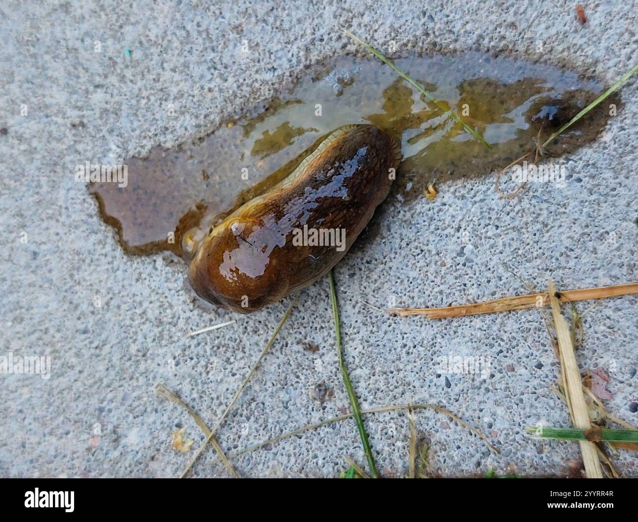 Northern Dusky Slug (Arion fuscus Stock Photo - Alamy