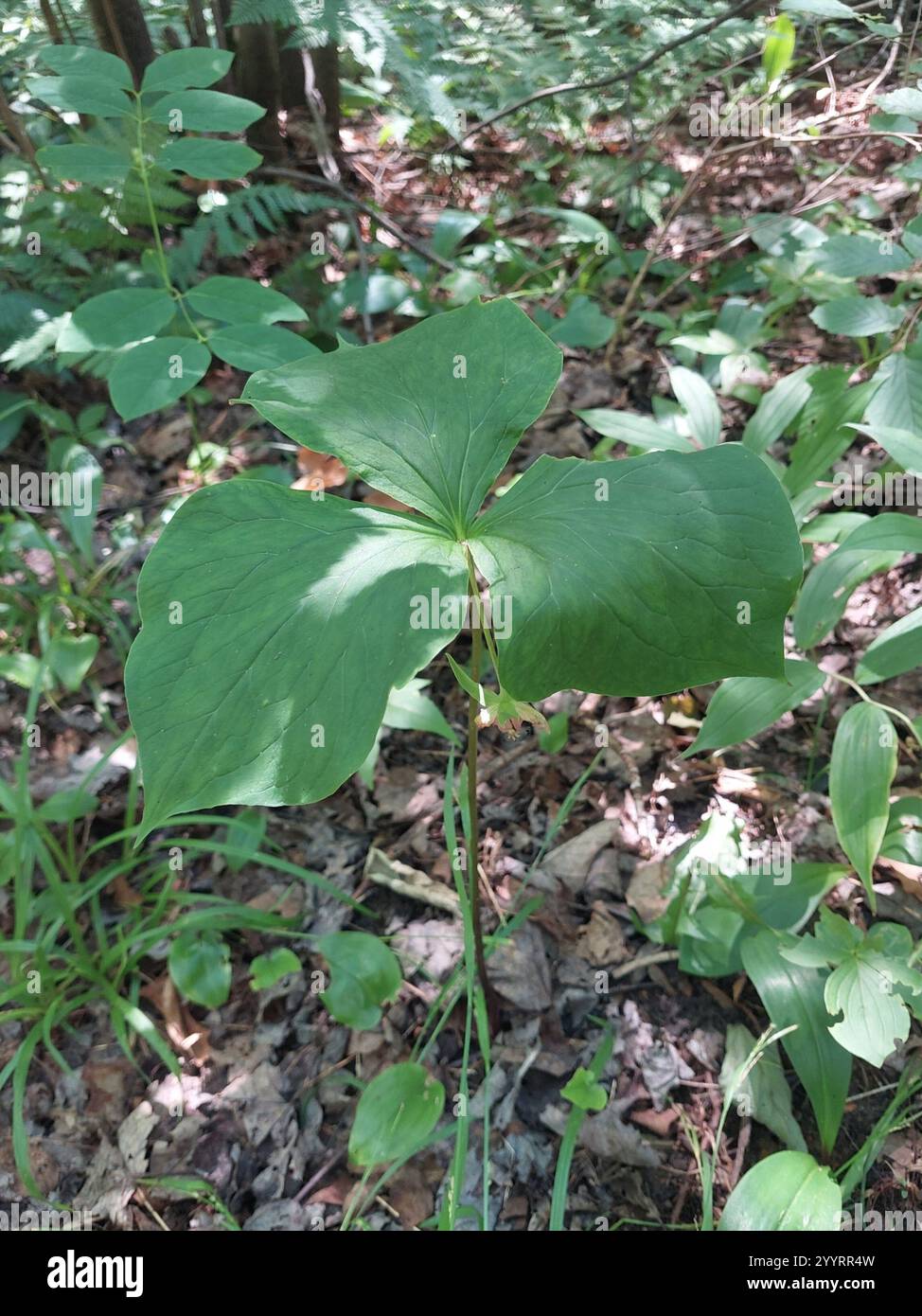 nodding trillium (Trillium cernuum Stock Photo - Alamy