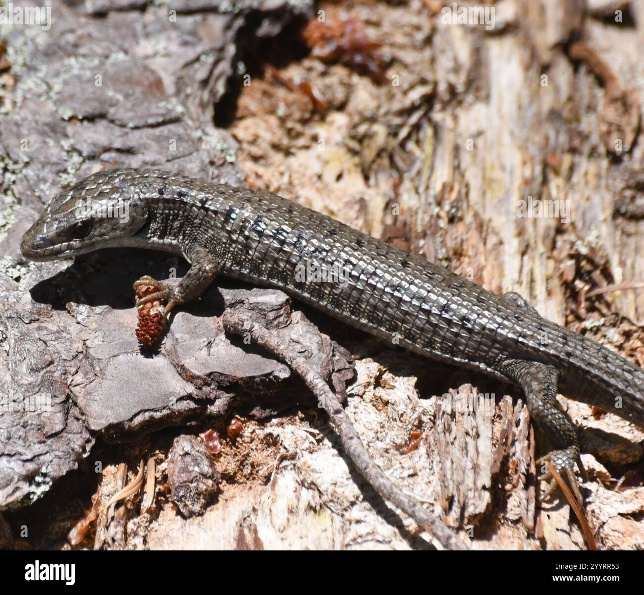 Northern Alligator Lizard (Elgaria coerulea Stock Photo - Alamy