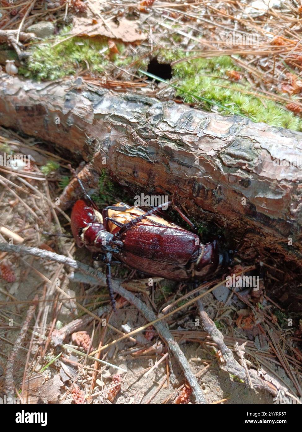 Tooth-necked Longhorn Beetle (Prionus pocularis Stock Photo - Alamy
