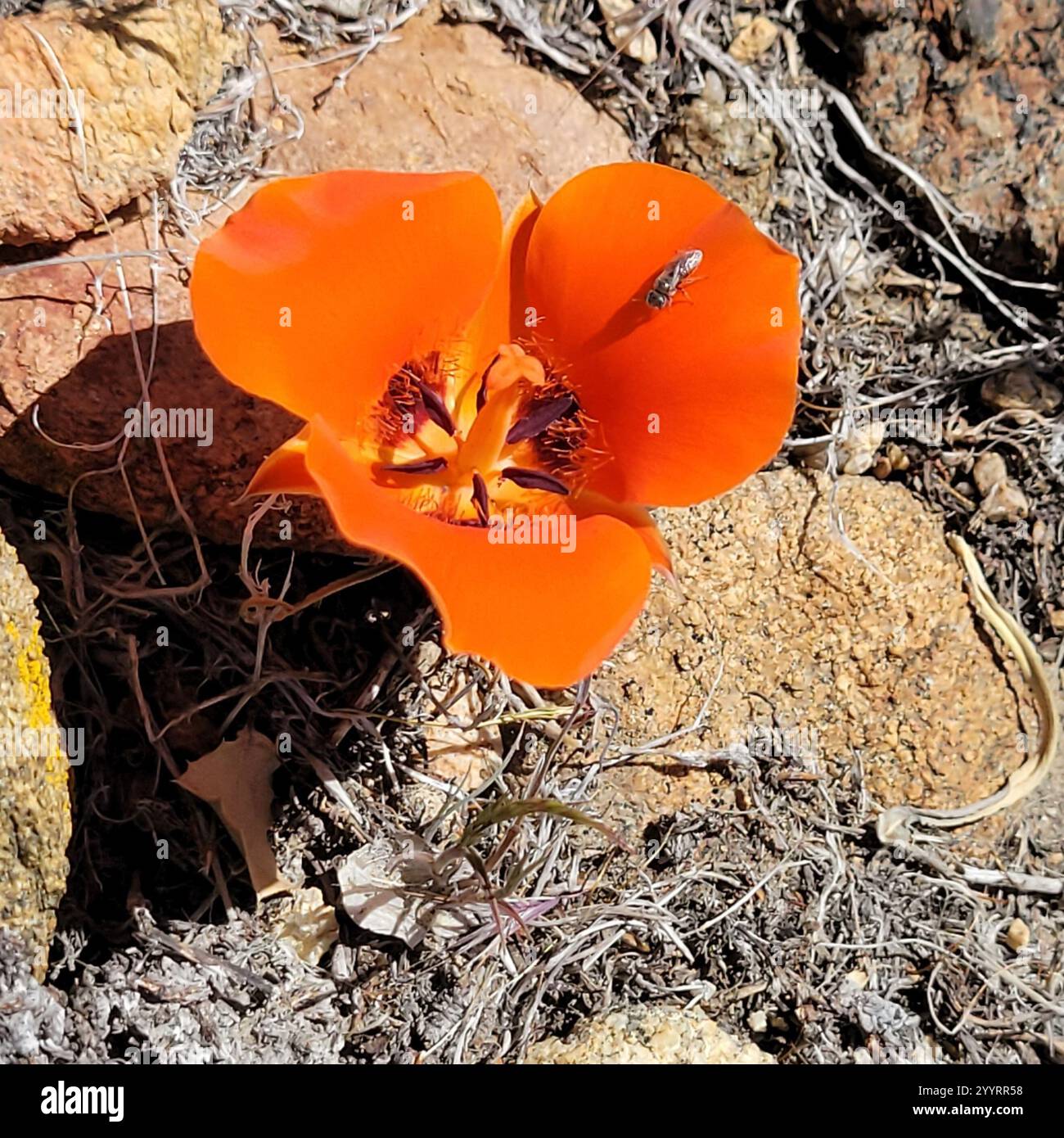 desert mariposa lily (Calochortus kennedyi Stock Photo - Alamy