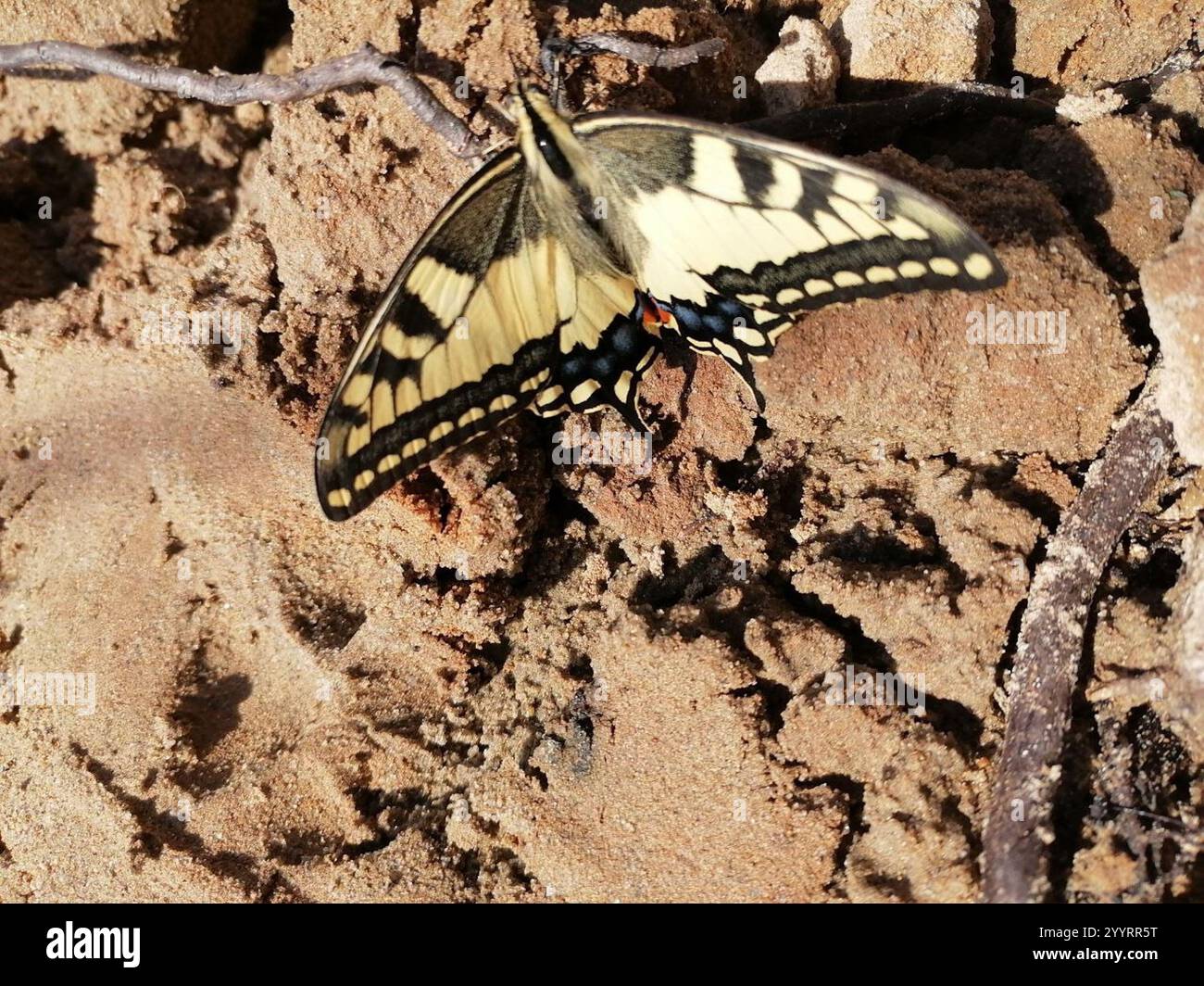 Old World Swallowtail (Papilio machaon Stock Photo - Alamy