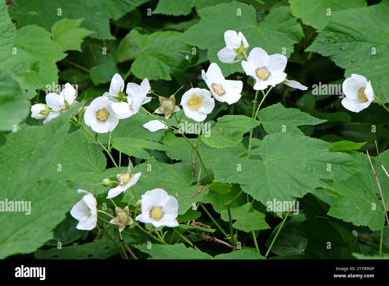 Rubus flowering in spring hi-res stock photography and images - Alamy