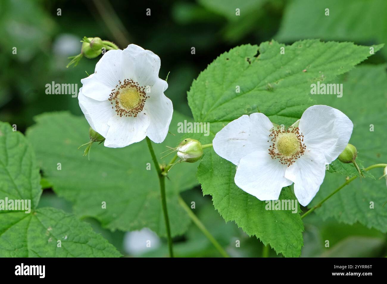Rubus flowering in spring hi-res stock photography and images - Alamy