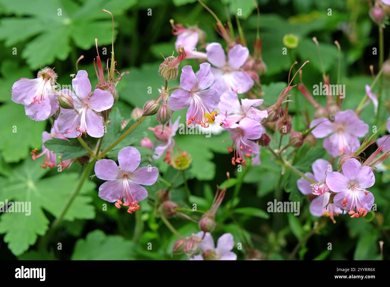 Pale pink Geranium macrorrhizum, big root cranesbill, in flower Stock ...