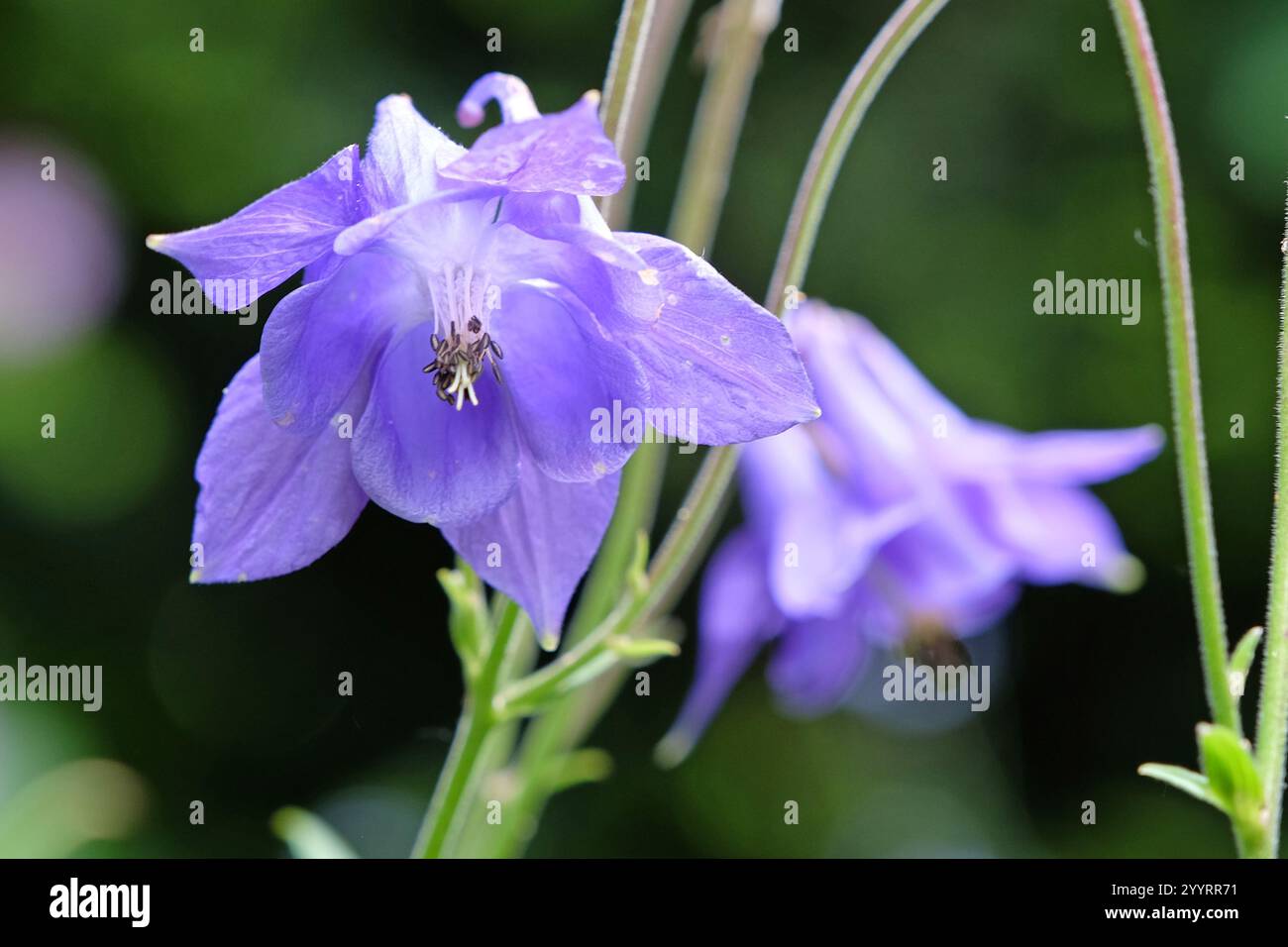 Purple Aquilegia vulgaris, Common Columbine, also known as American ...
