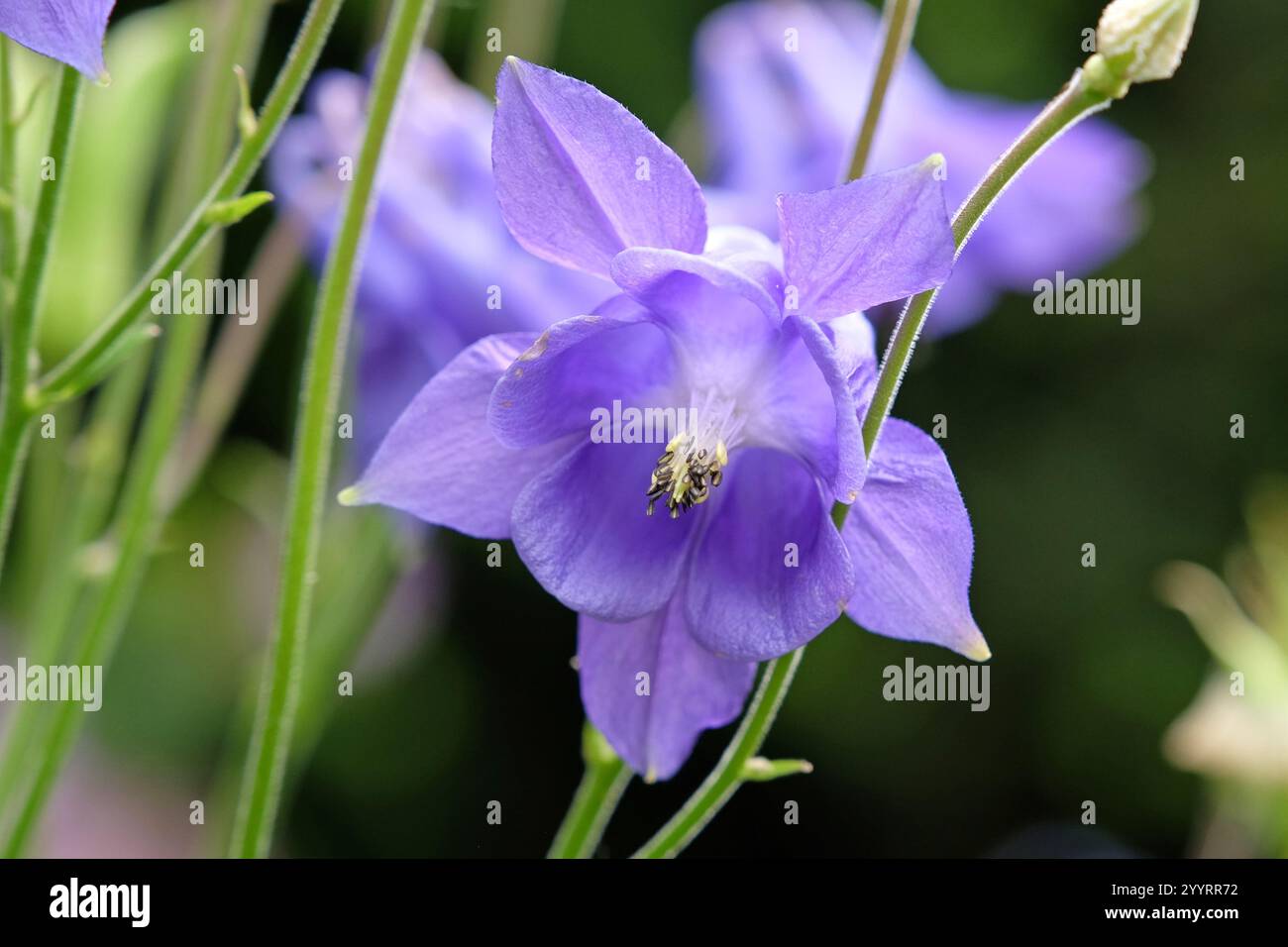 Purple Aquilegia vulgaris, Common Columbine, also known as American ...