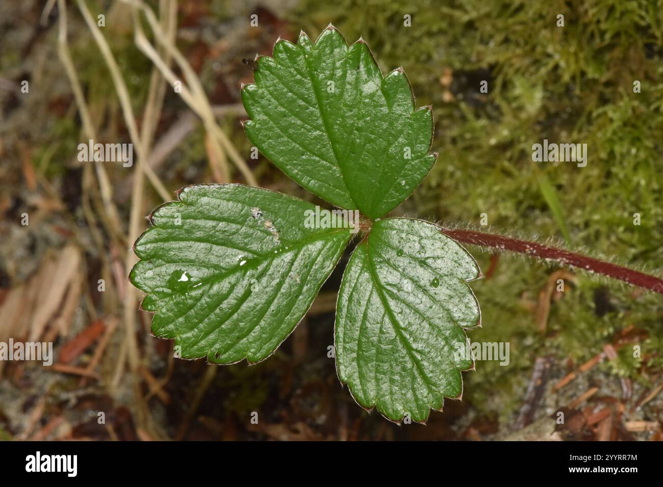 Beach strawberry fragaria chiloensis hi-res stock photography and ...