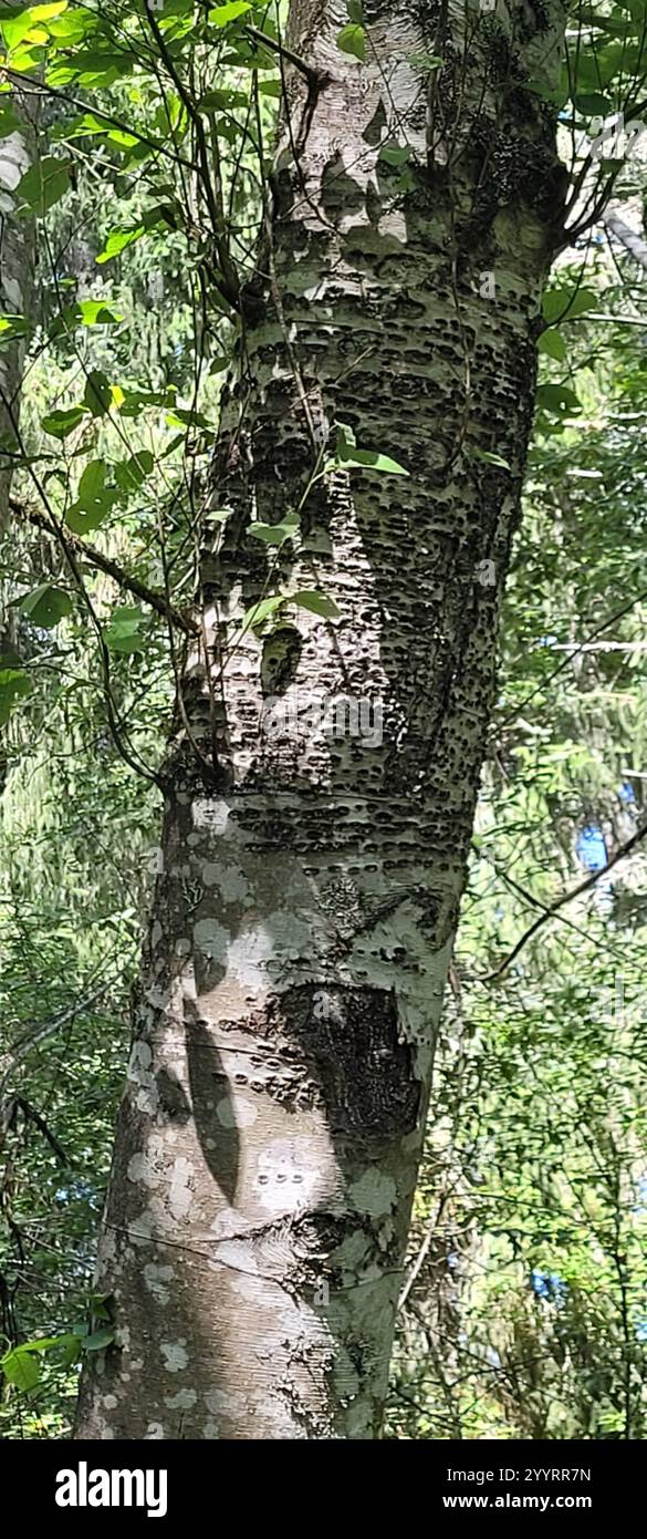 Red Alder (Alnus rubra Stock Photo - Alamy