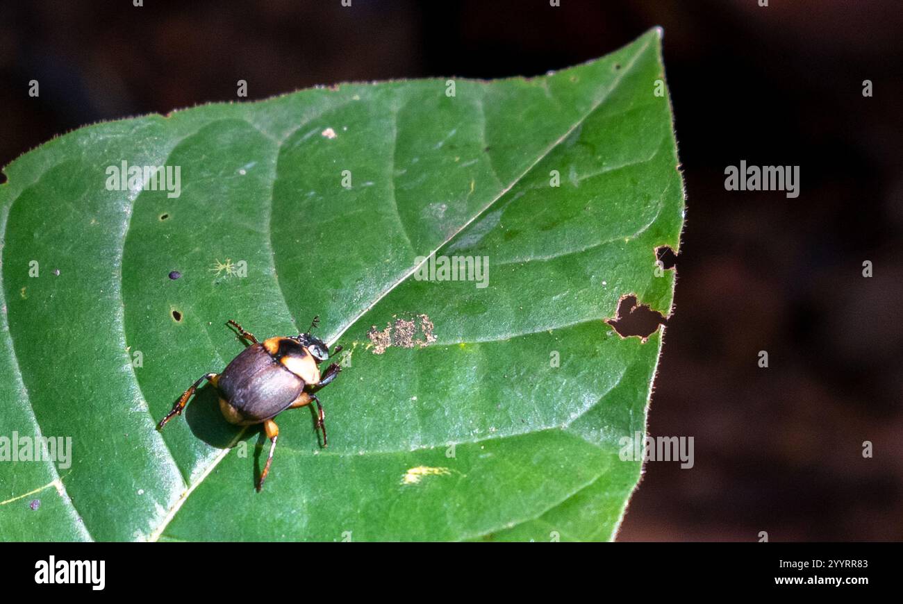 Dung Rollers (Canthon Stock Photo - Alamy