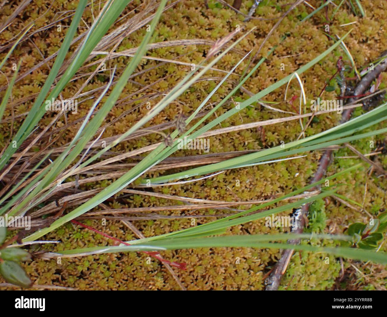 grasses, sedges, cattails, and allies (Poales Stock Photo - Alamy