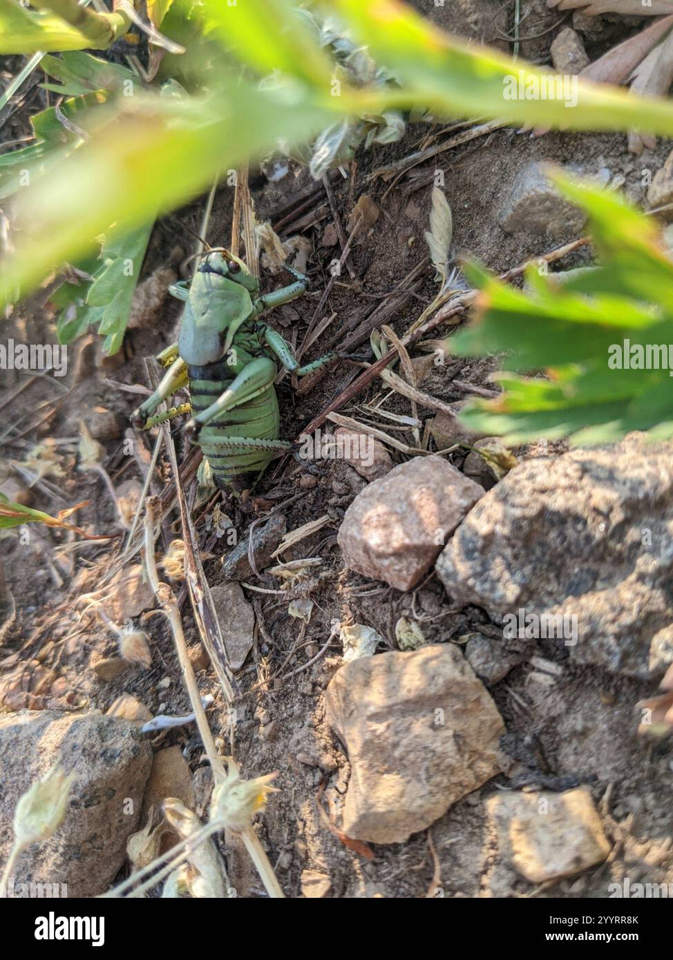 Anabrus simplex hi-res stock photography and images - Alamy