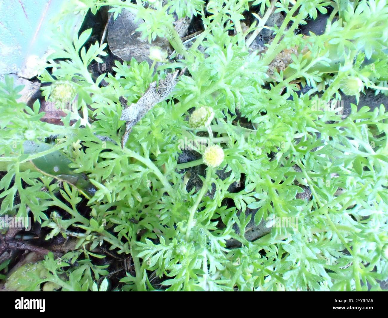 Common Cotula (Cotula australis Stock Photo - Alamy