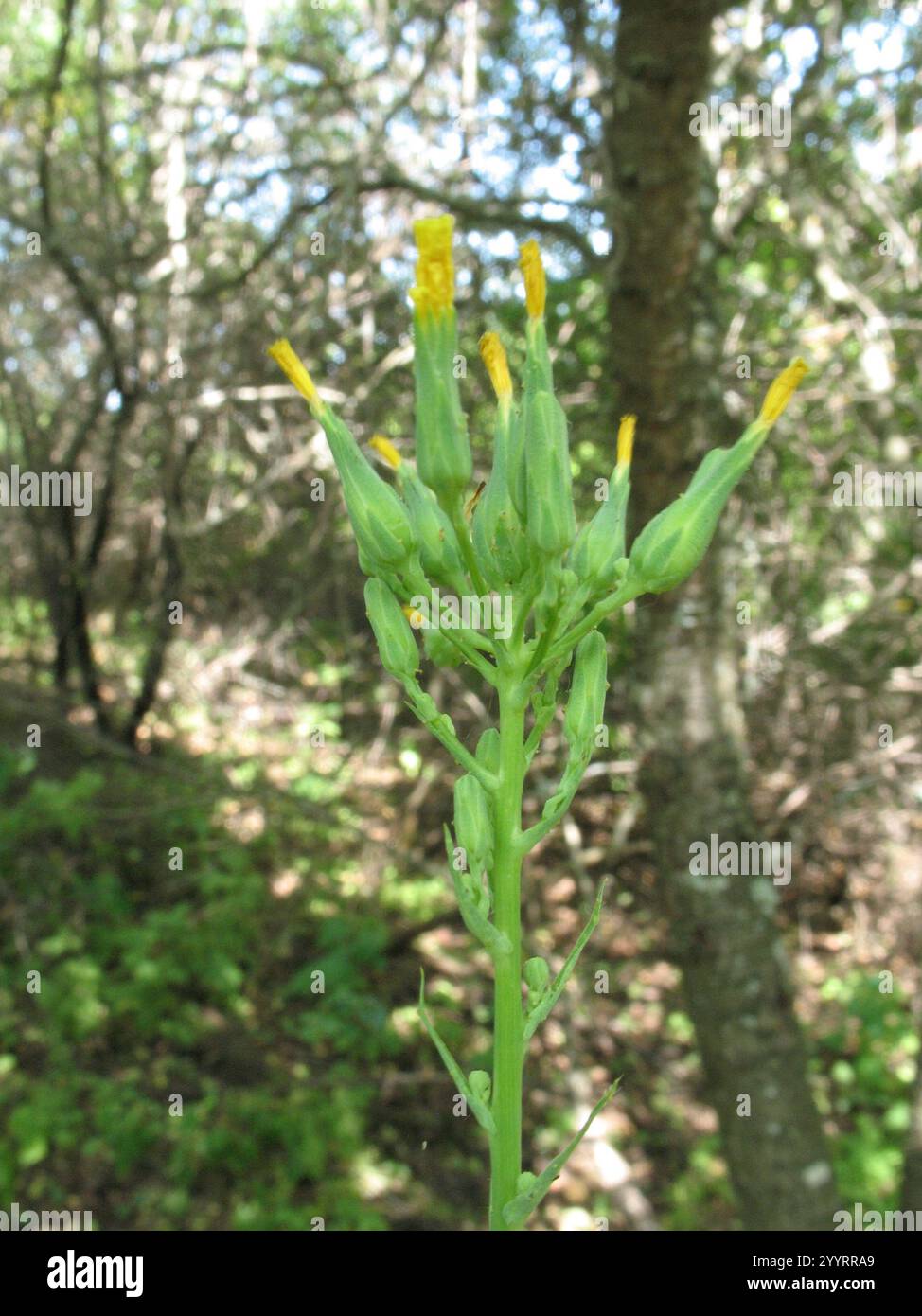 Oak-leaved Lettuce (Lactuca quercina Stock Photo - Alamy