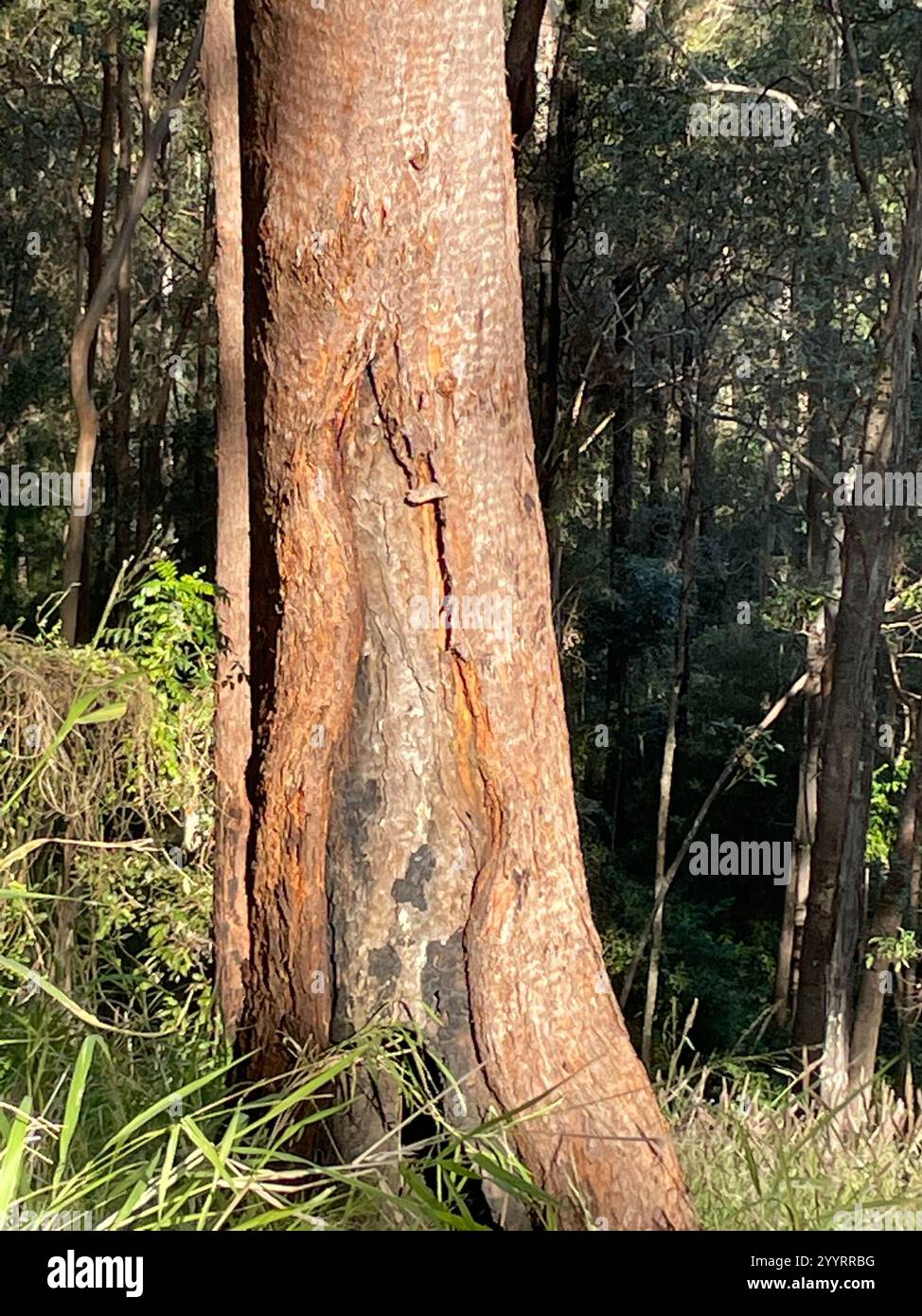 Tallowwood (Eucalyptus microcorys Stock Photo - Alamy