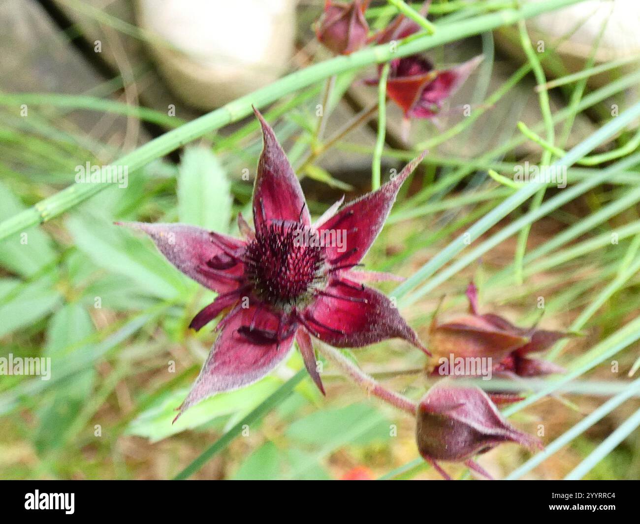 marsh cinquefoil (Comarum palustre Stock Photo - Alamy