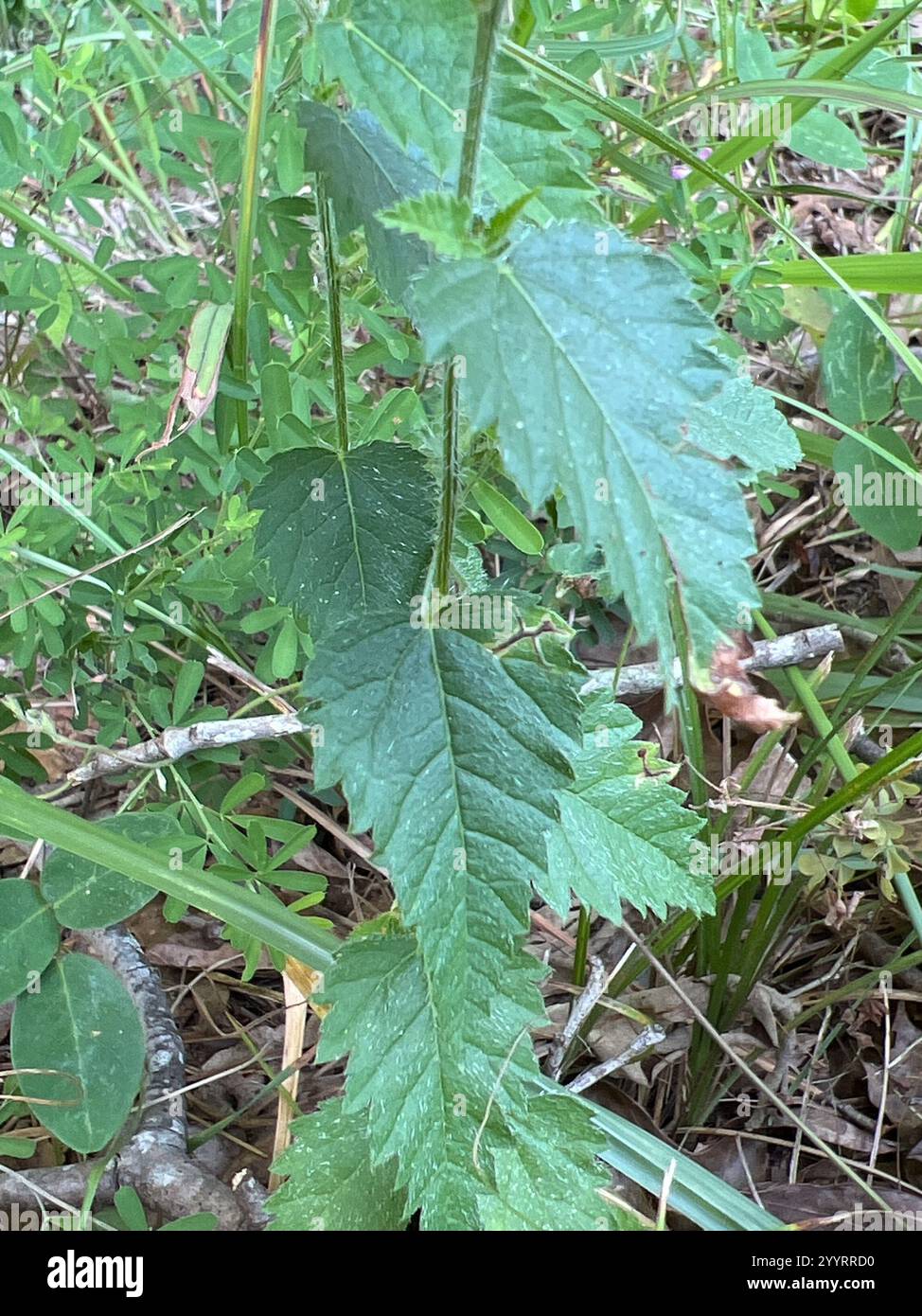 Nettleleaf Noseburn (Tragia urticifolia Stock Photo - Alamy