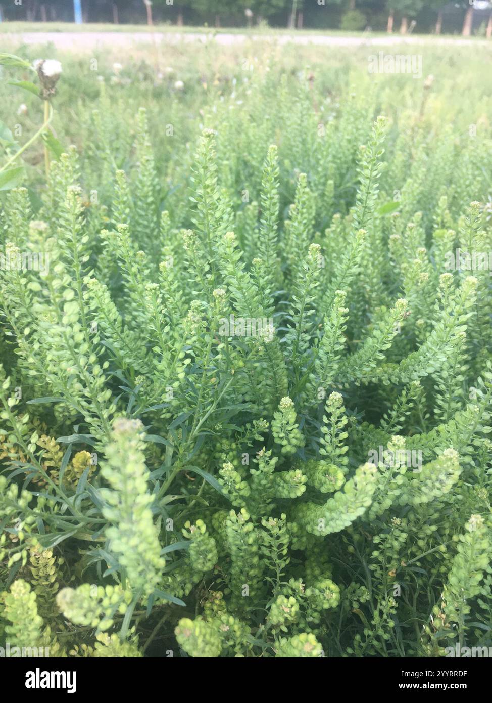 Common Peppergrass (Lepidium densiflorum Stock Photo - Alamy