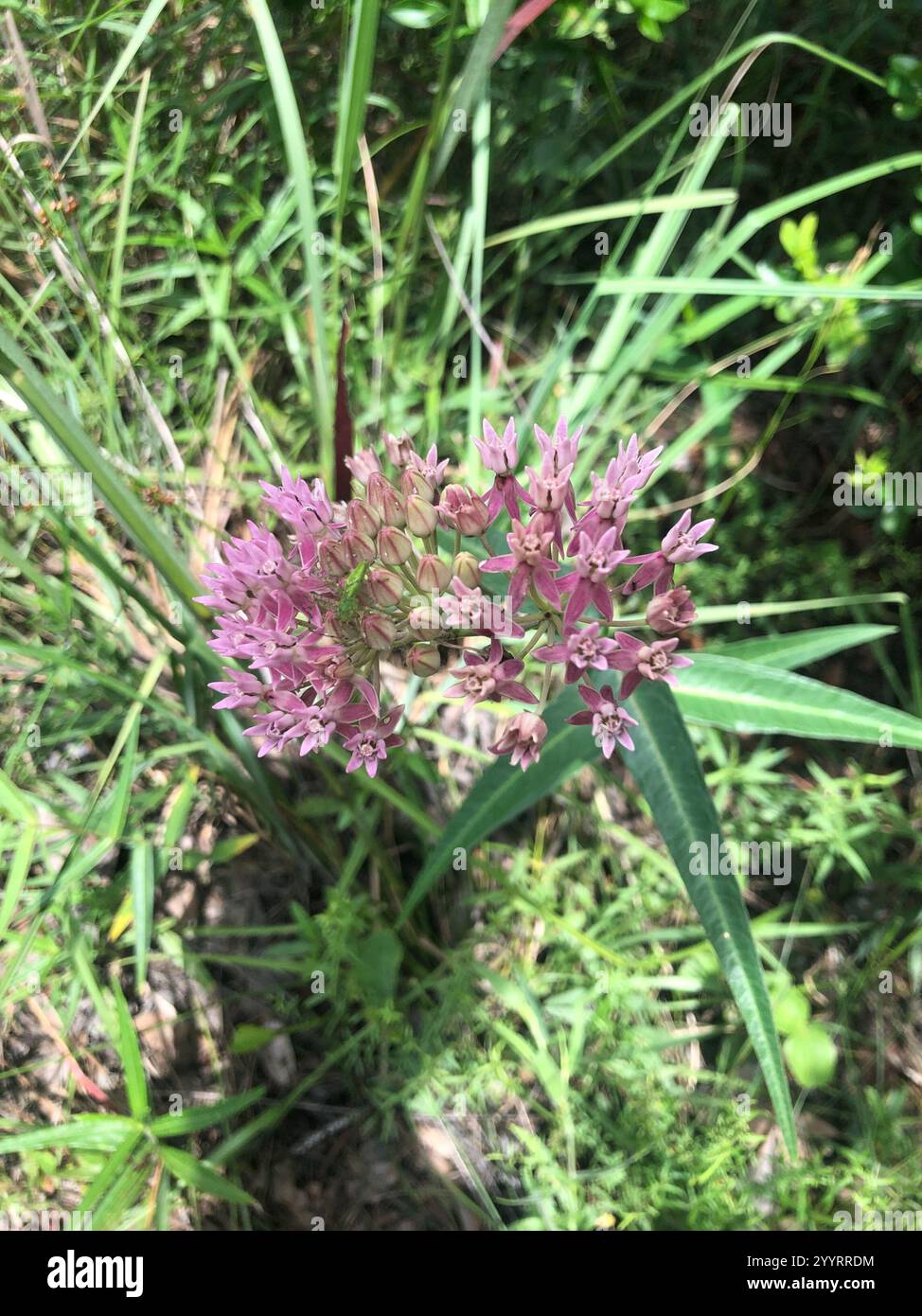 red milkweed (Asclepias rubra Stock Photo - Alamy