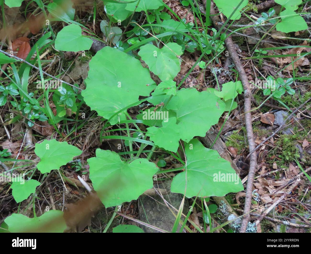 American trailplant hi-res stock photography and images - Alamy