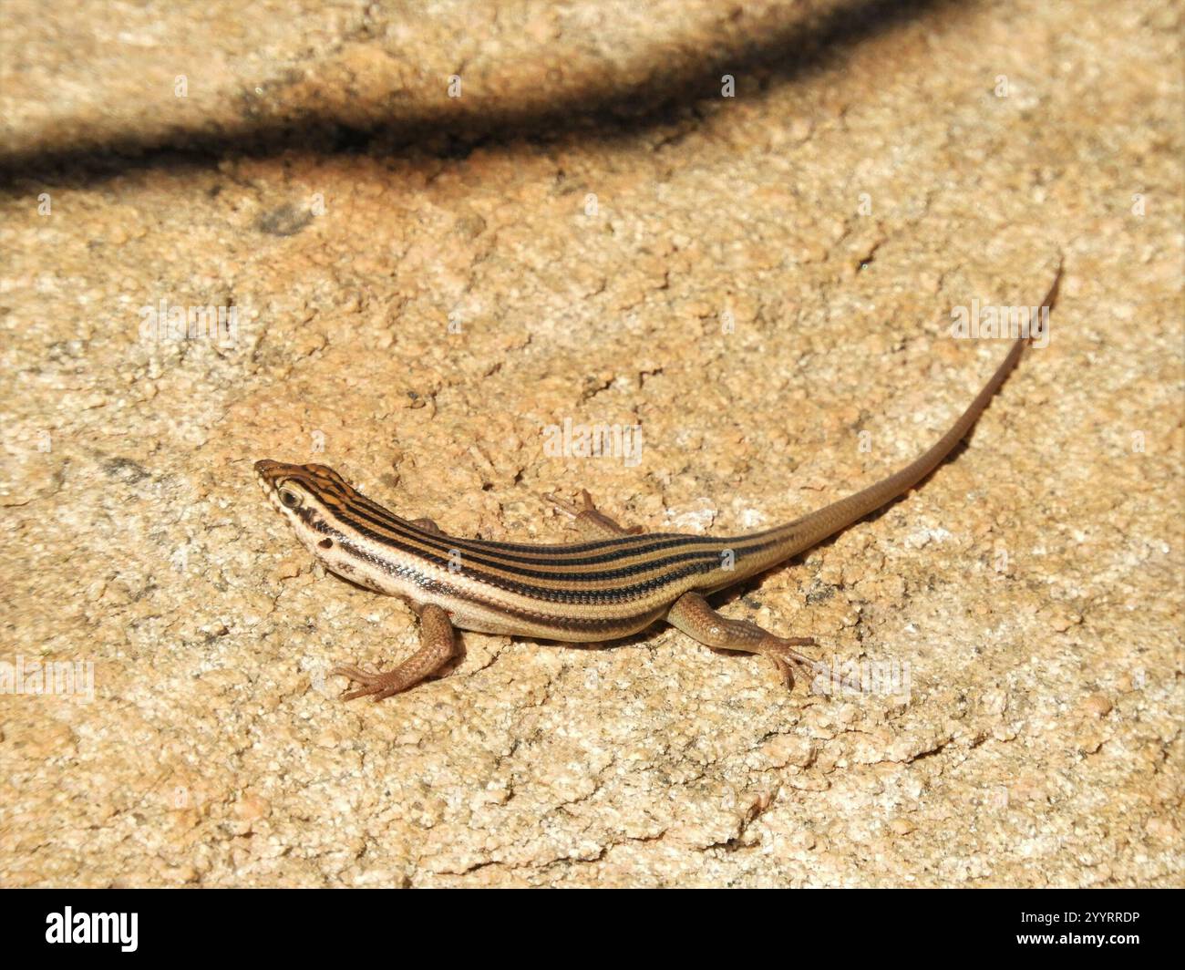 Western Rock Skink (Trachylepis sulcata Stock Photo - Alamy