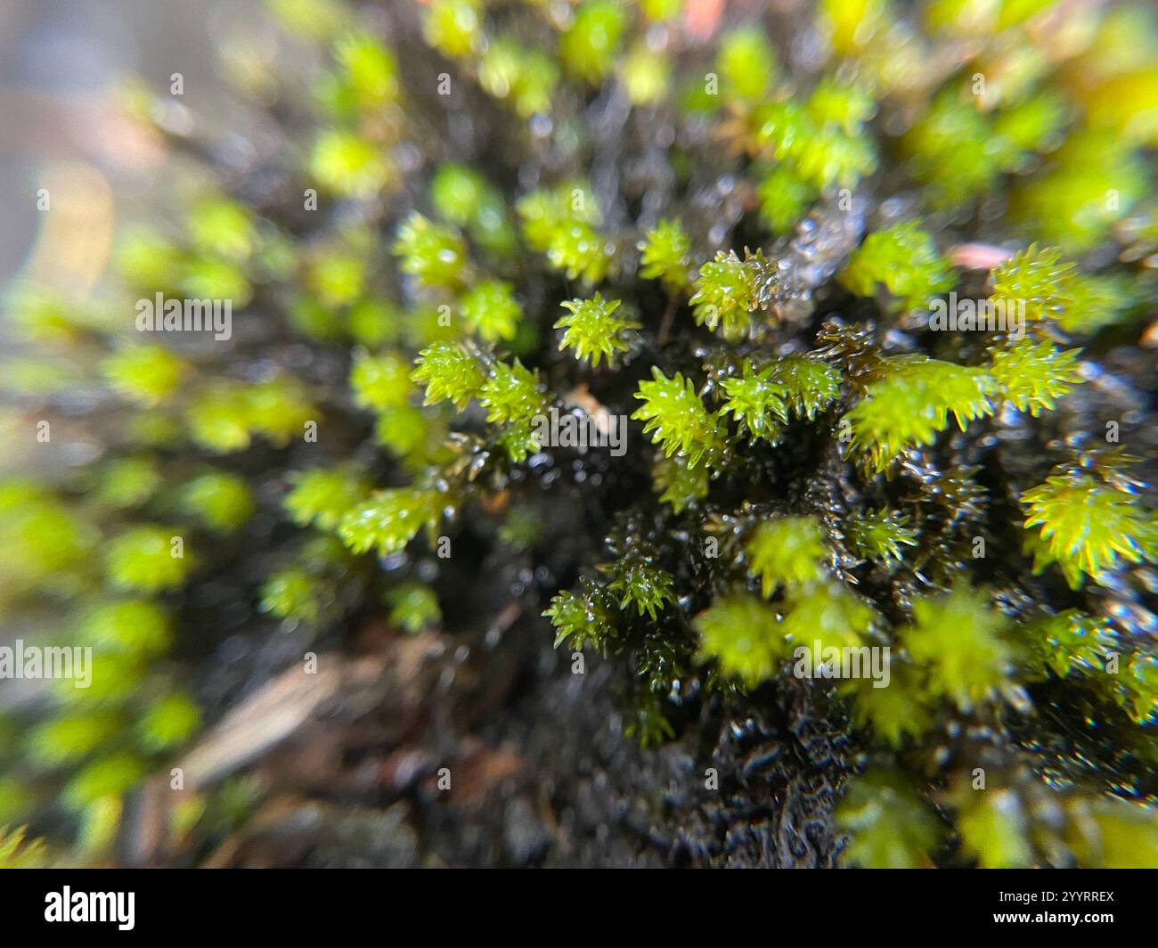 Yellow fringe moss hi-res stock photography and images - Alamy