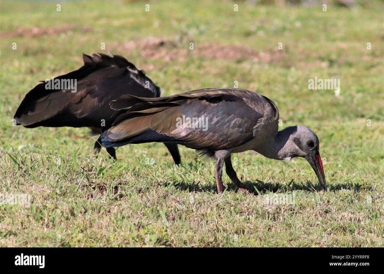 Southern Hadada Ibis (Bostrychia hagedash hagedash Stock Photo - Alamy