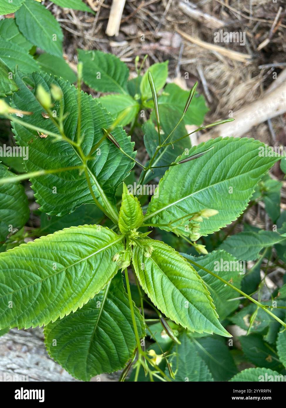 small balsam (Impatiens parviflora Stock Photo - Alamy