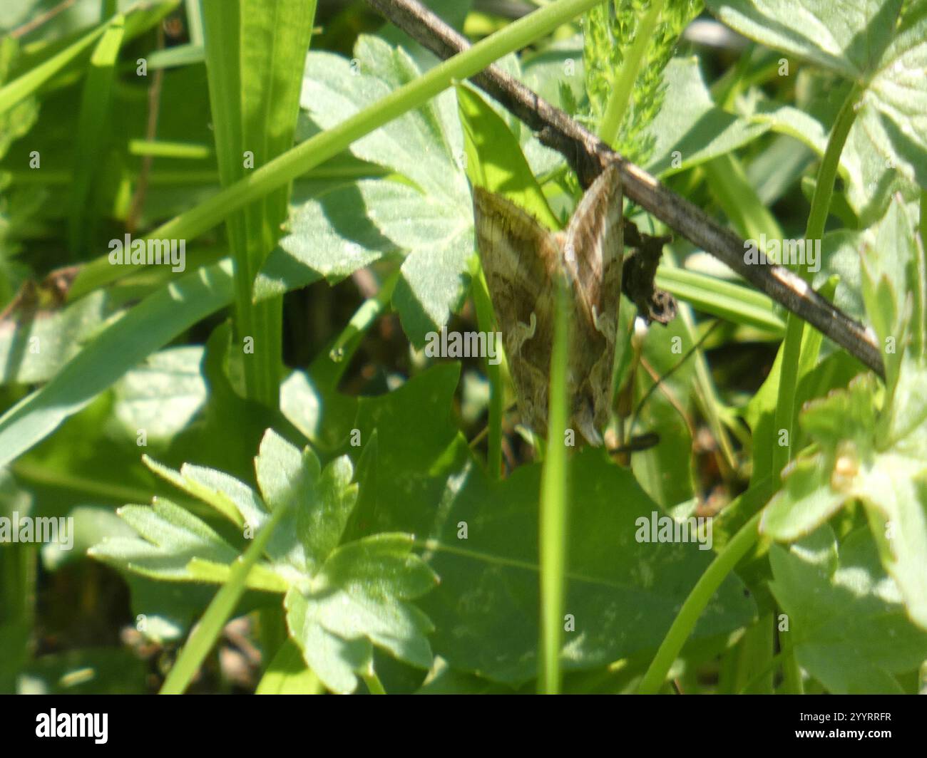 Silver Y (Autographa gamma Stock Photo - Alamy