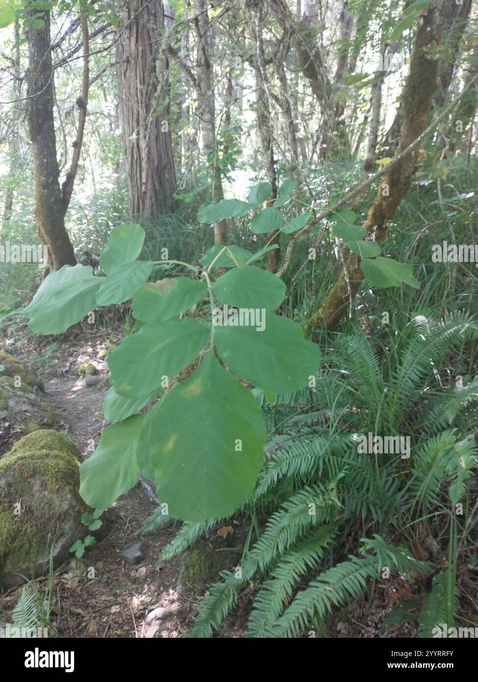 Oregon Ash (Fraxinus latifolia Stock Photo - Alamy