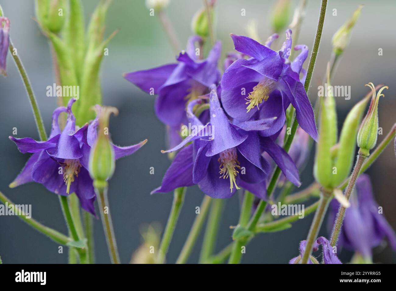 Purple Aquilegia vulgaris, Common Columbine, also known as American ...