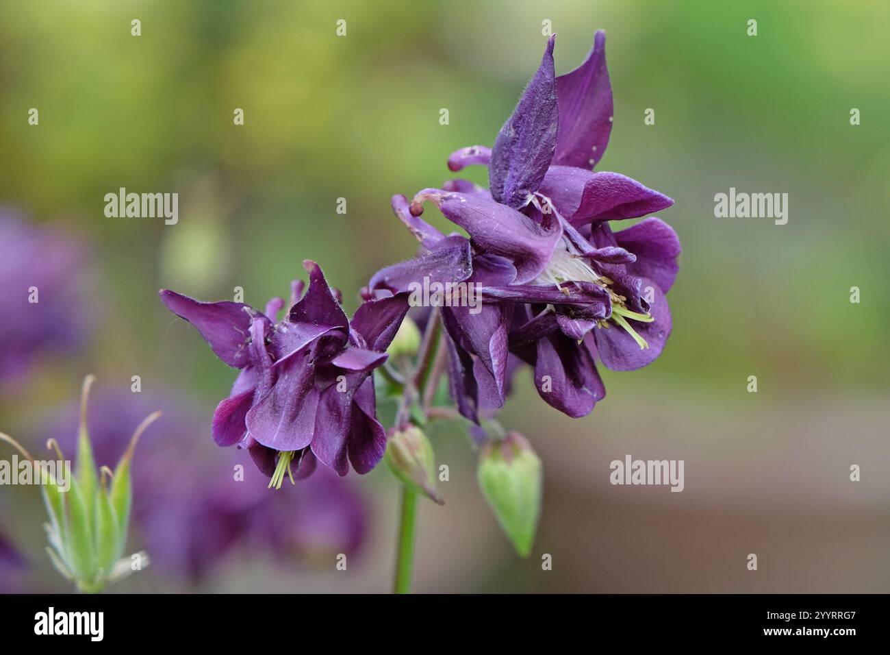 Purple Aquilegia vulgaris, Common Columbine, also known as American ...