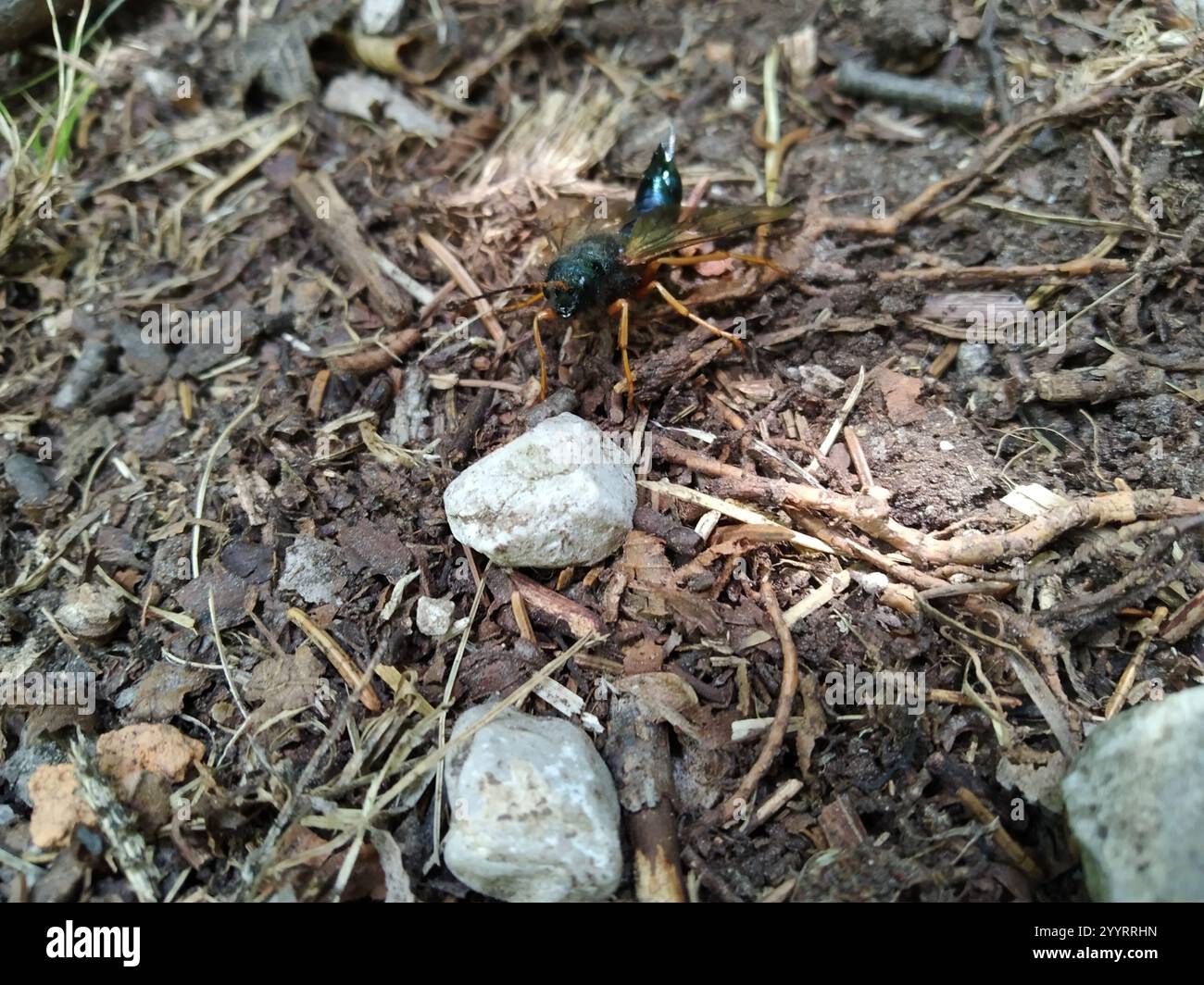 Steely-blue Woodwasp (Sirex juvencus Stock Photo - Alamy