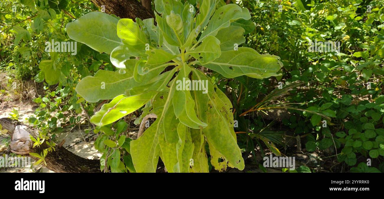 tree heliotrope (Heliotropium arboreum Stock Photo - Alamy