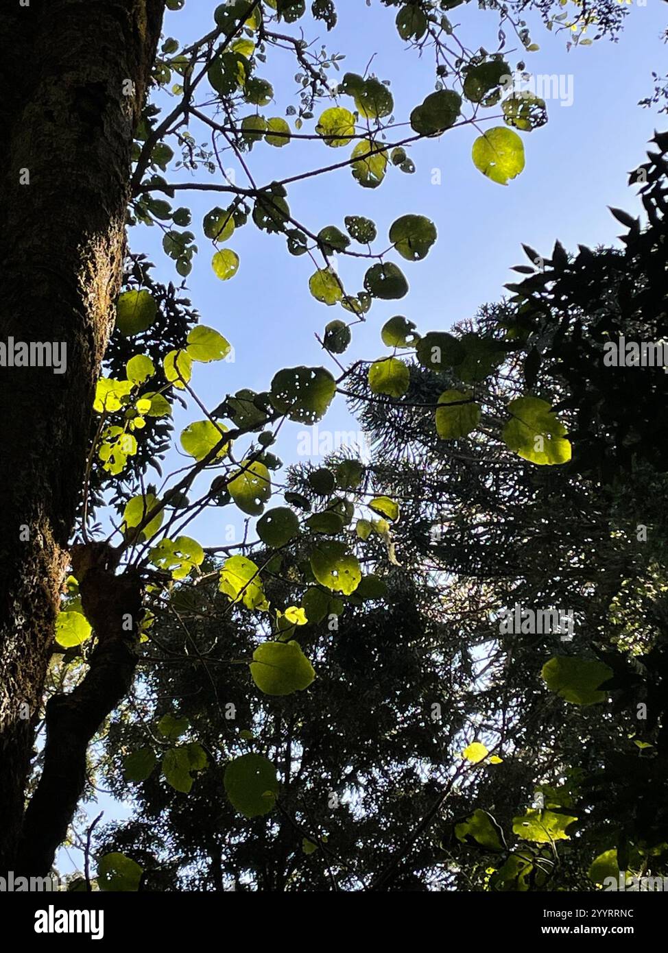 Giant Stinging Tree (Dendrocnide excelsa Stock Photo - Alamy