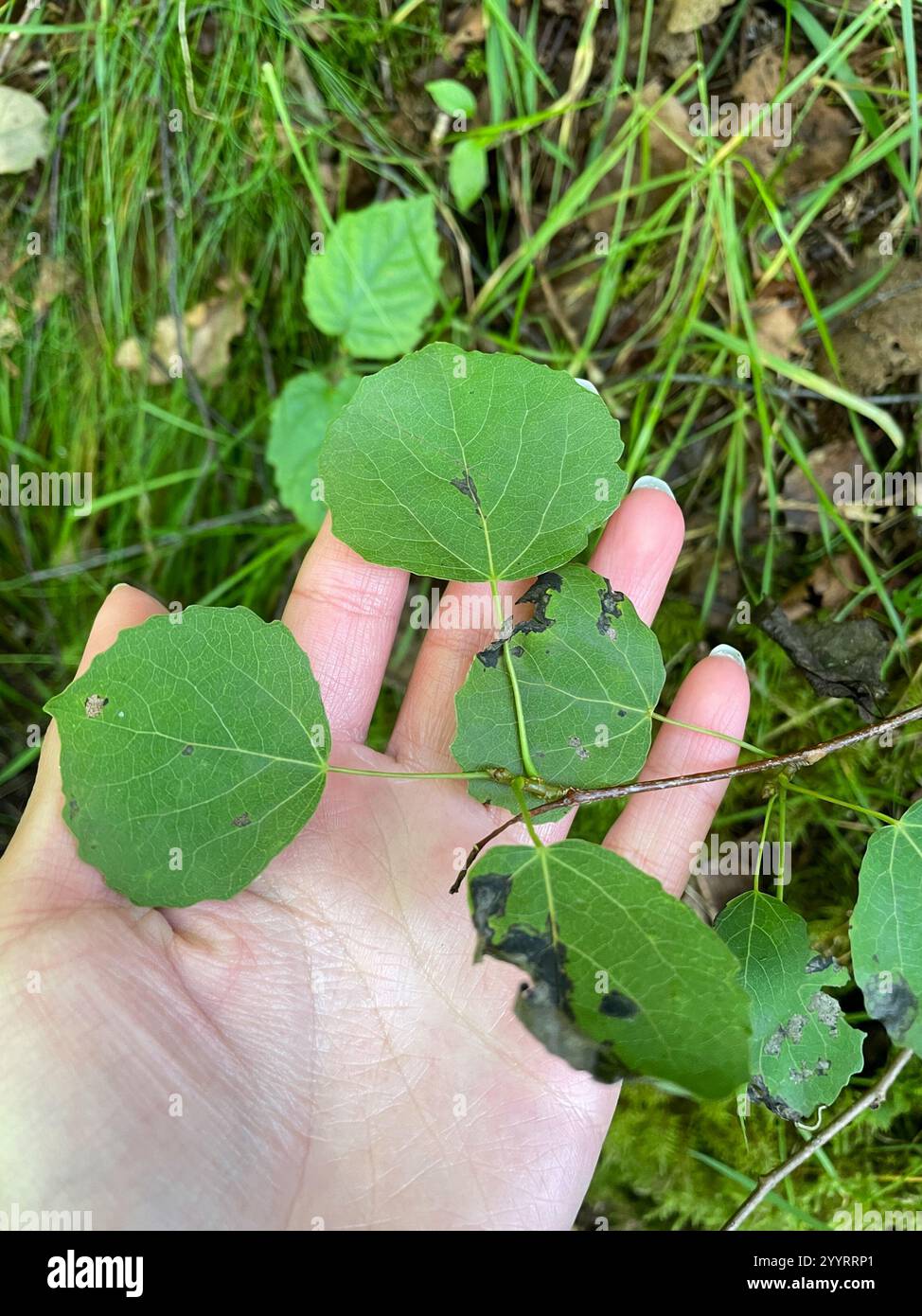 European aspen (Populus tremula Stock Photo - Alamy